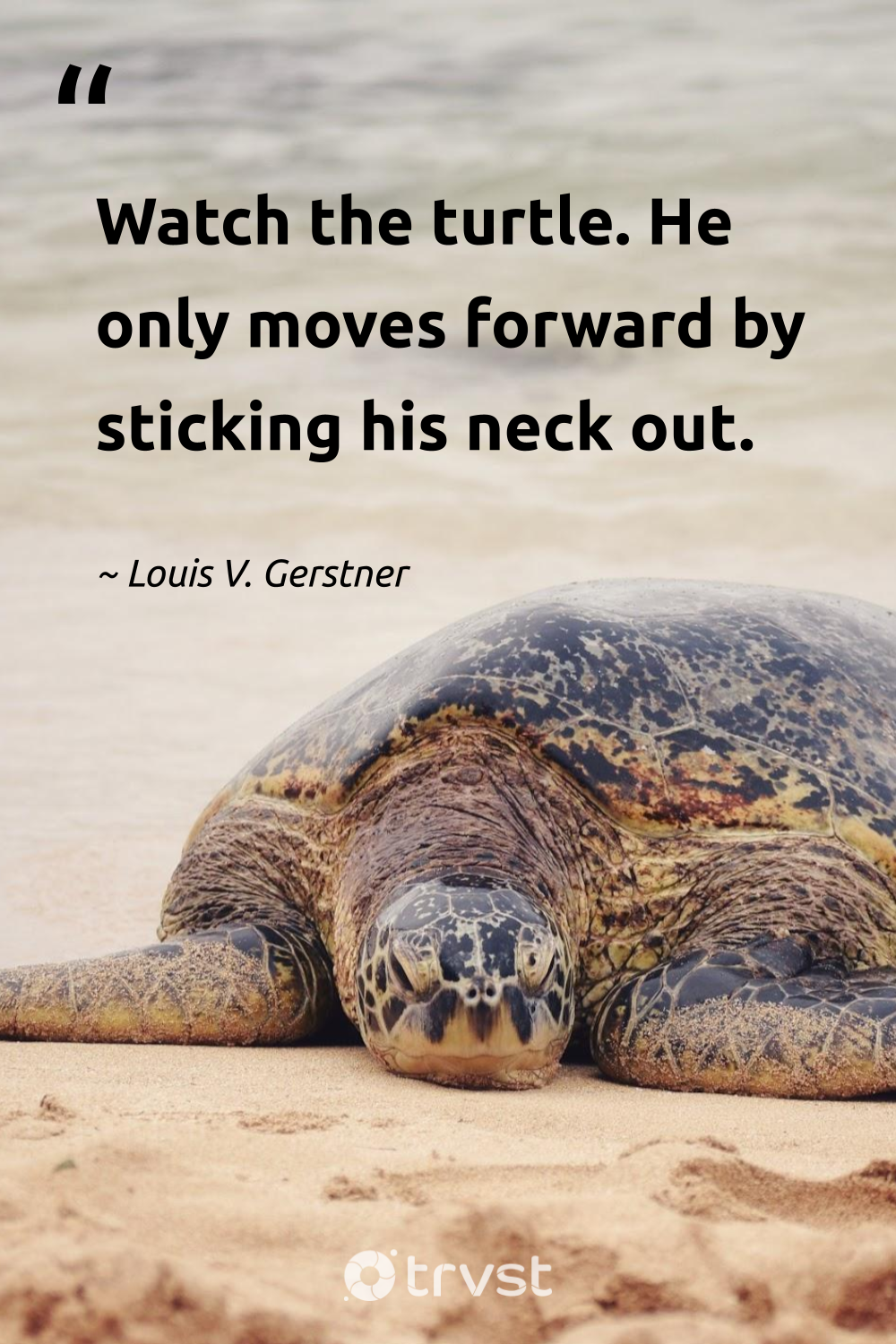 42 Turtle Quotes Teaching Patience, Self-worth, And More (2025)