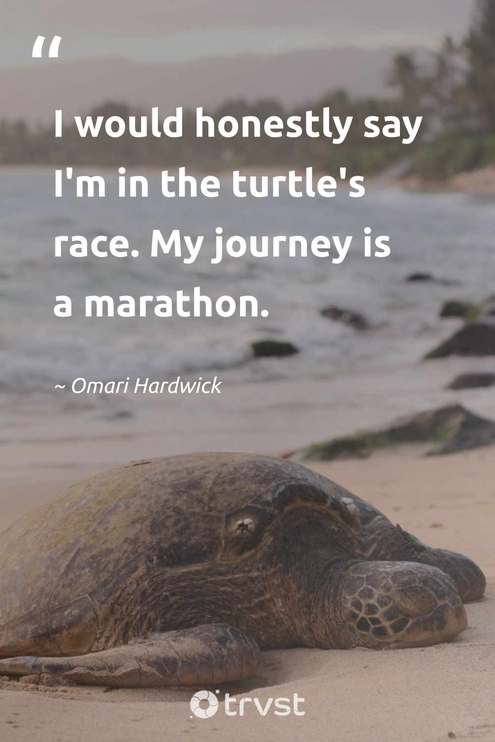 42 Turtle Quotes Teaching Patience, Self-worth, And More (2025)