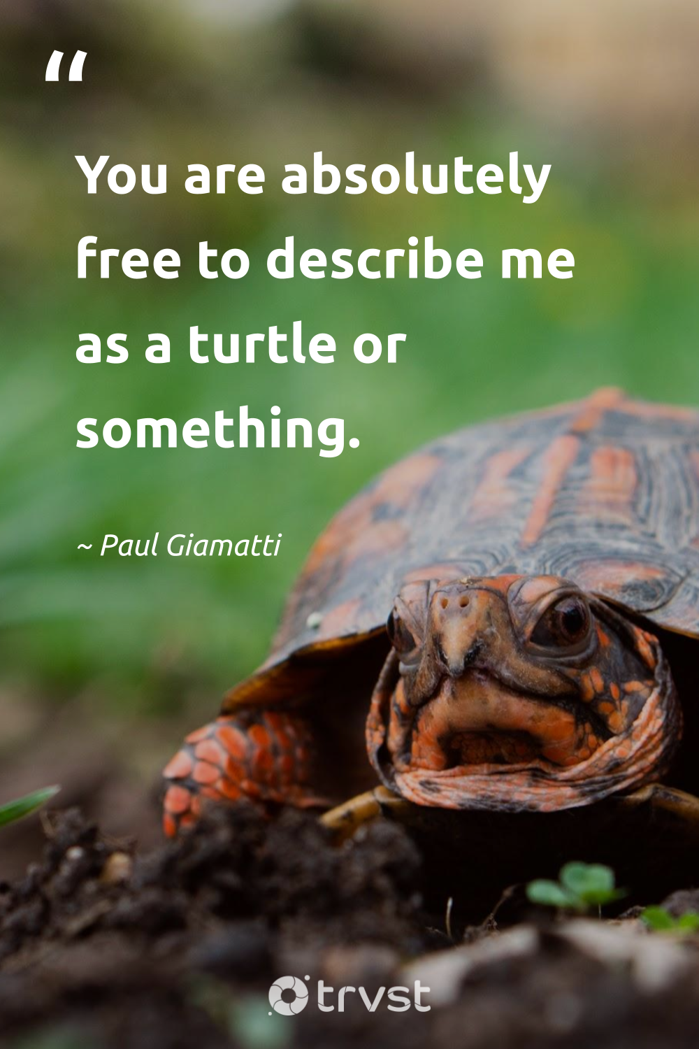 42 Turtle Quotes Teaching Patience, Self-worth, And More (2024)