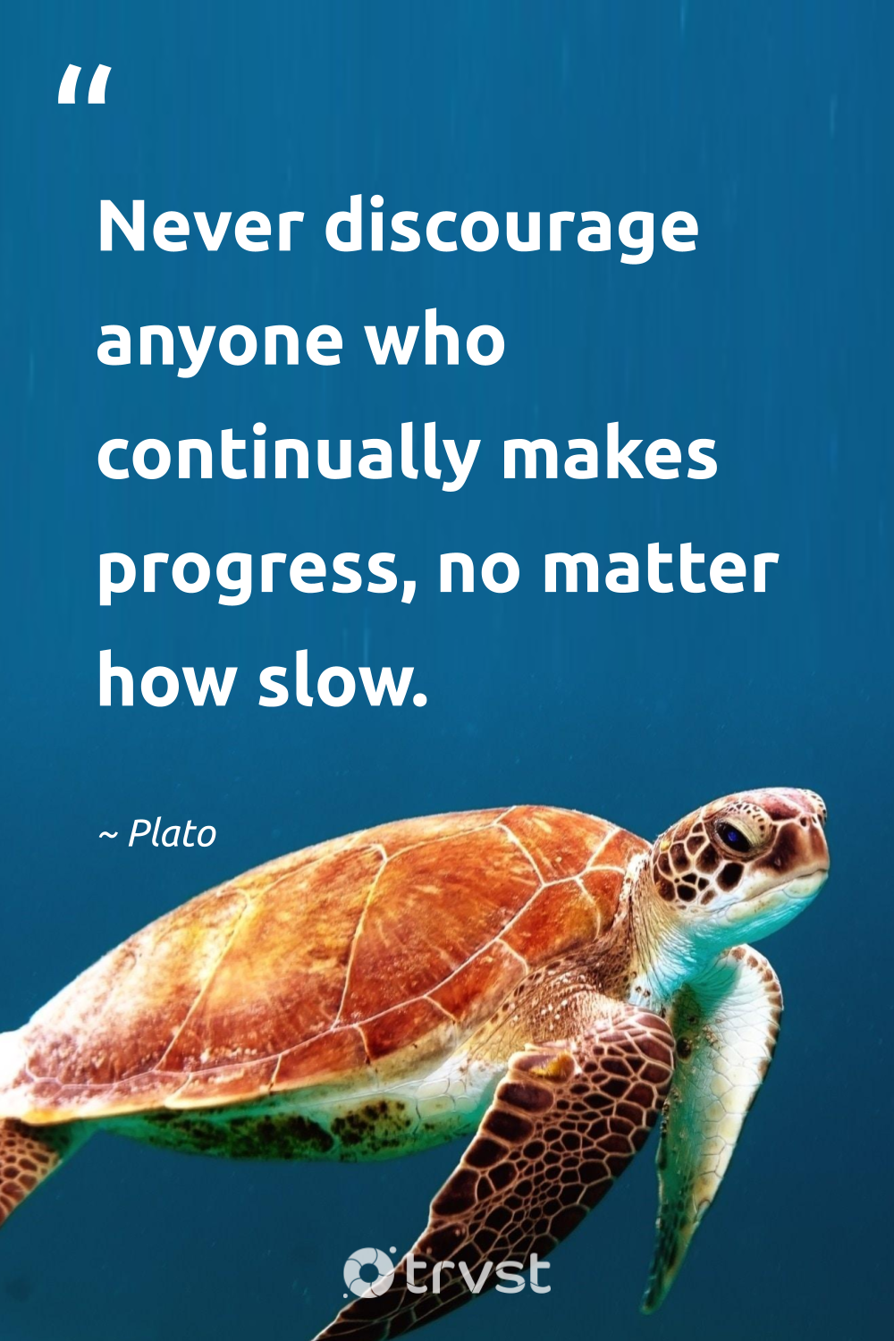 42 Turtle Quotes Teaching Patience, Self-worth, And More (2025)