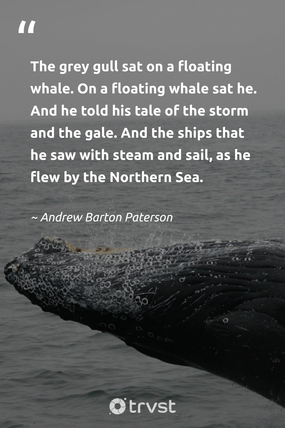 36 Whale Quotes To Help You Be Calm And Hopeful (2024)
