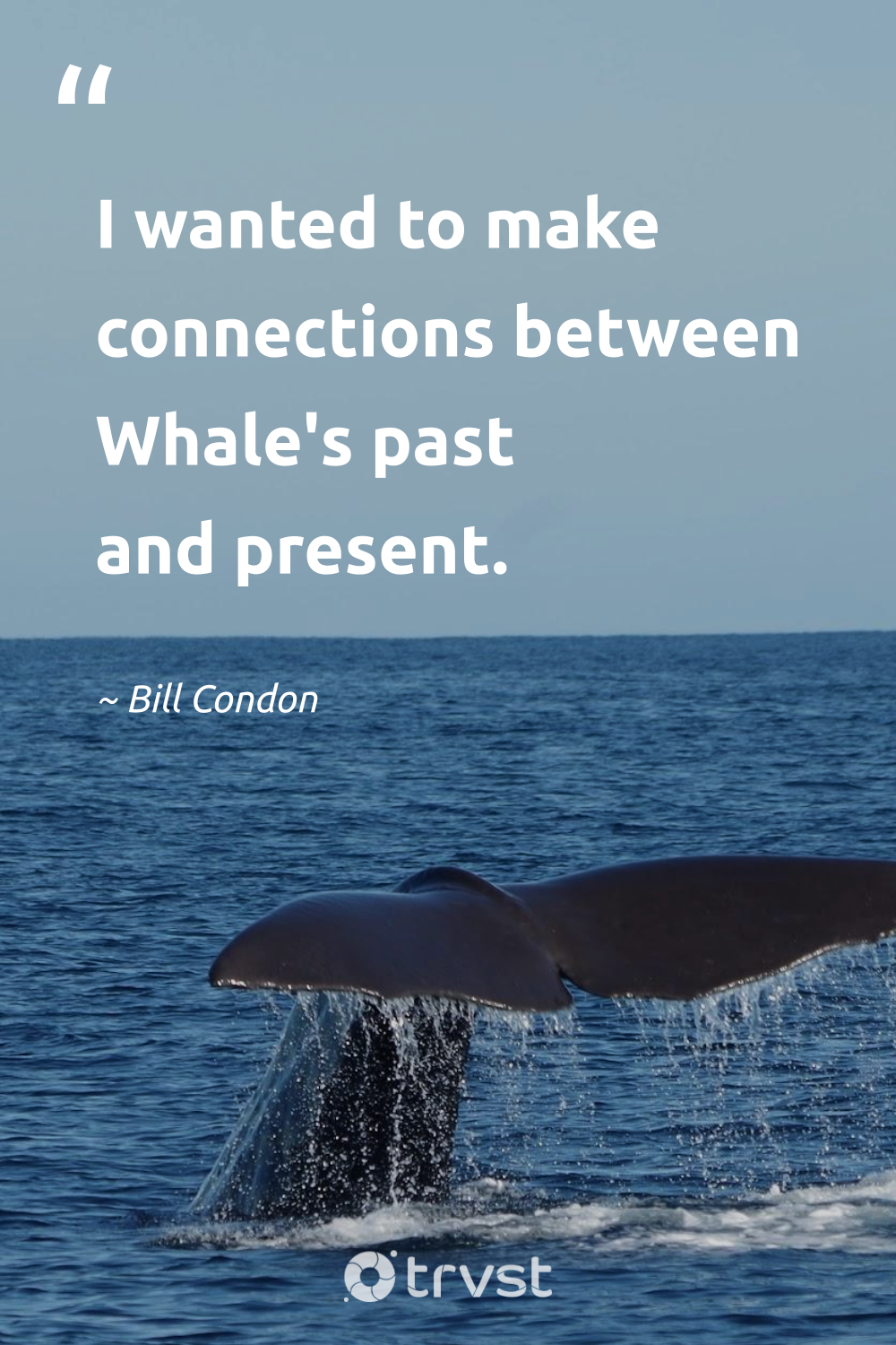 36 Whale Quotes To Help You Be Calm And Hopeful (2024)