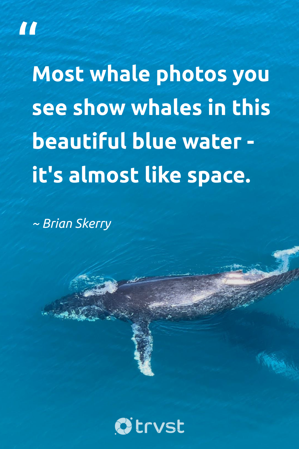 36 Whale Quotes To Help You Be Calm And Hopeful (2025)
