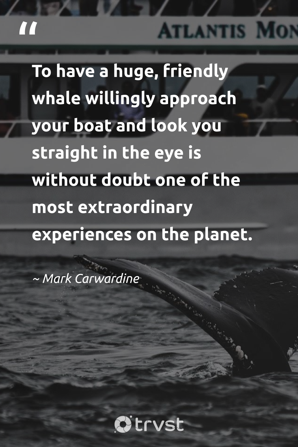 36 Whale Quotes To Help You Be Calm And Hopeful (2025)