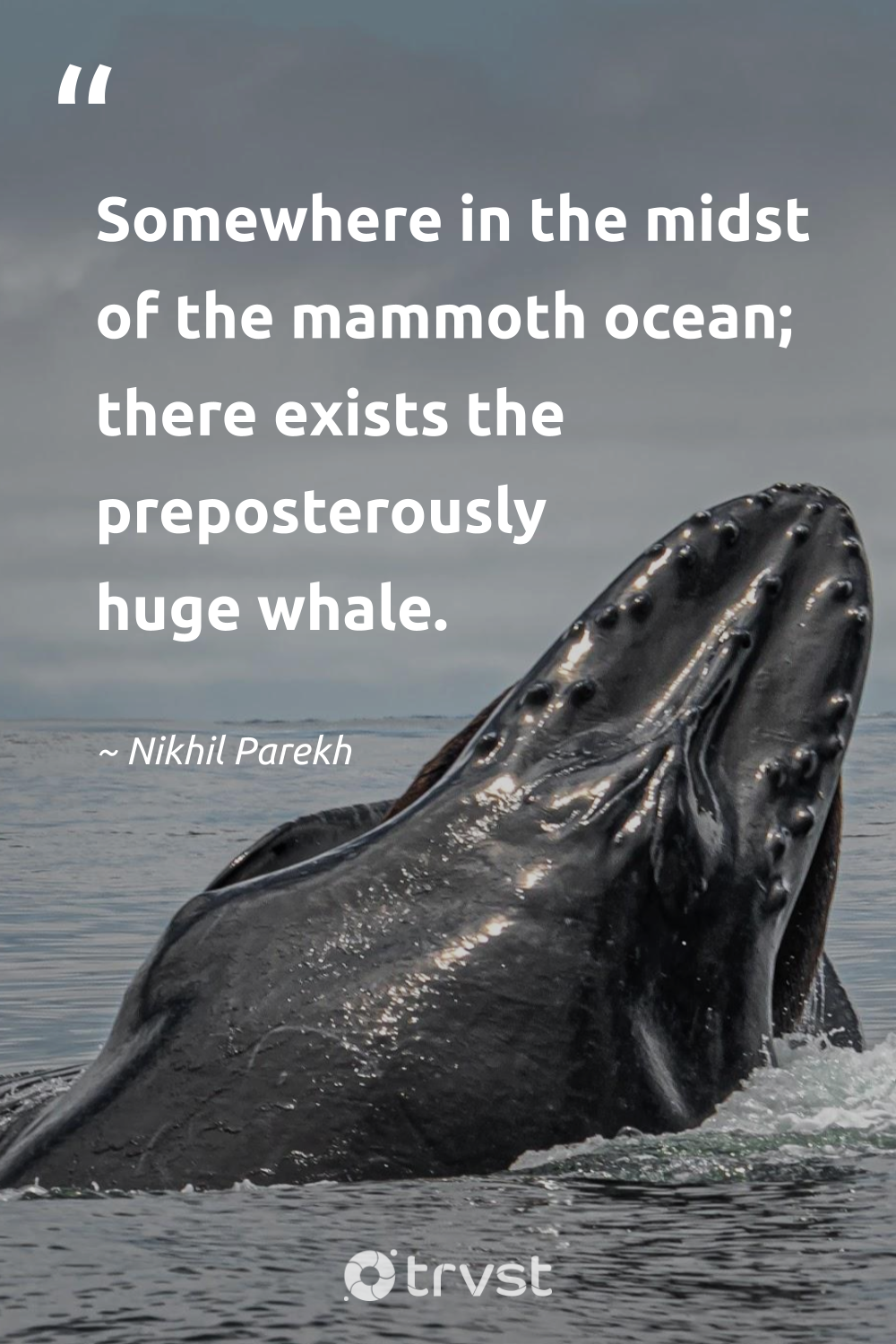 36 Whale Quotes To Help You Be Calm And Hopeful (2025)