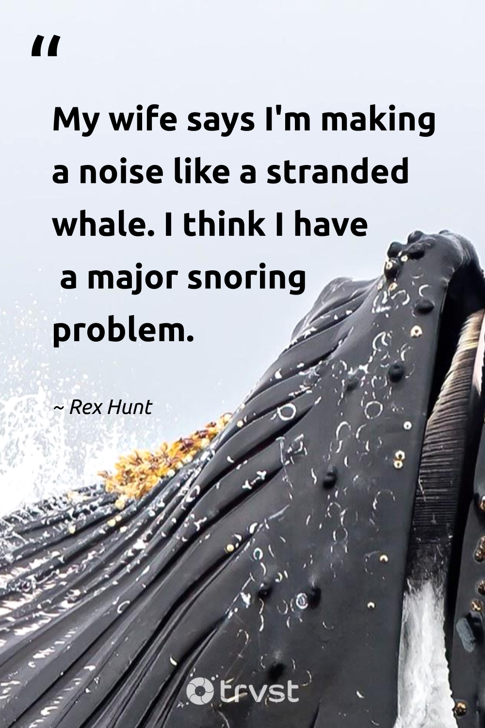36 Whale Quotes To Help You Be Calm And Hopeful (2024)