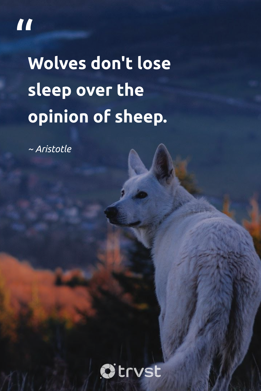 59 Wolf Quotes, Proverbs, and Sayings (2025)