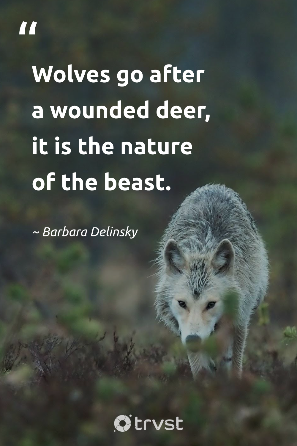 59 Wolf Quotes, Proverbs, and Sayings (2025)