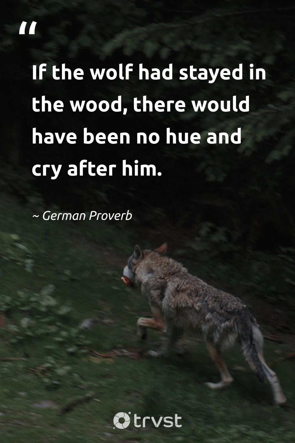 59 Wolf Quotes, Proverbs, and Sayings (2025)