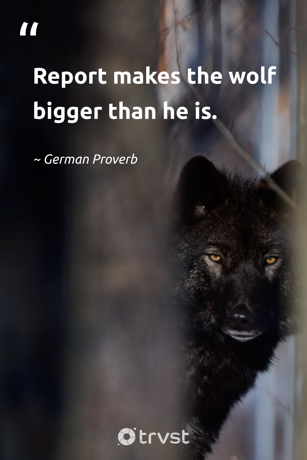 59 Wolf Quotes, Proverbs, and Sayings (2025)