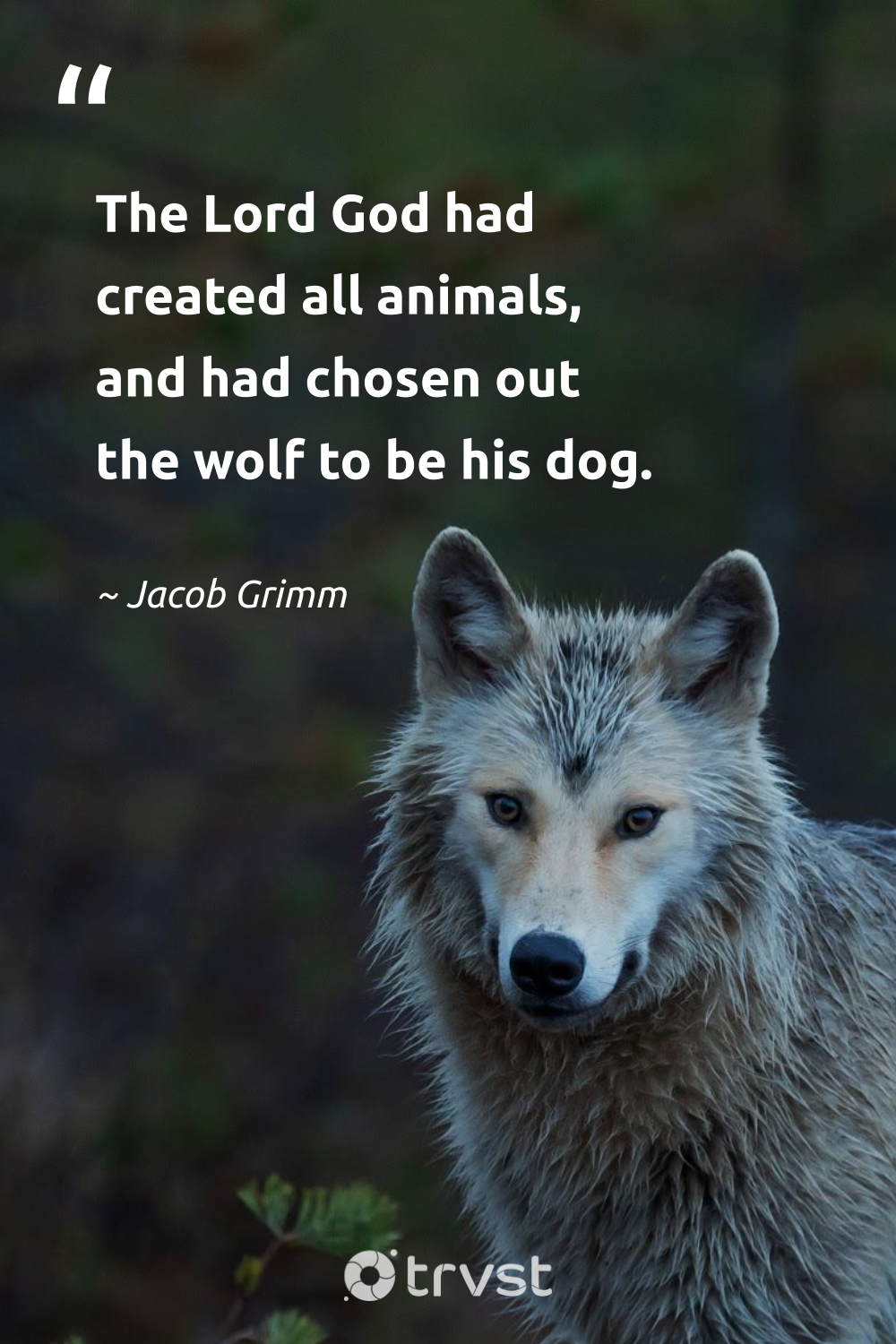 59 Wolf Quotes, Proverbs, and Sayings (2025)