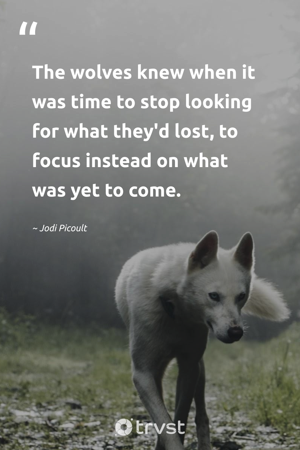 59 Wolf Quotes, Proverbs, and Sayings (2025)