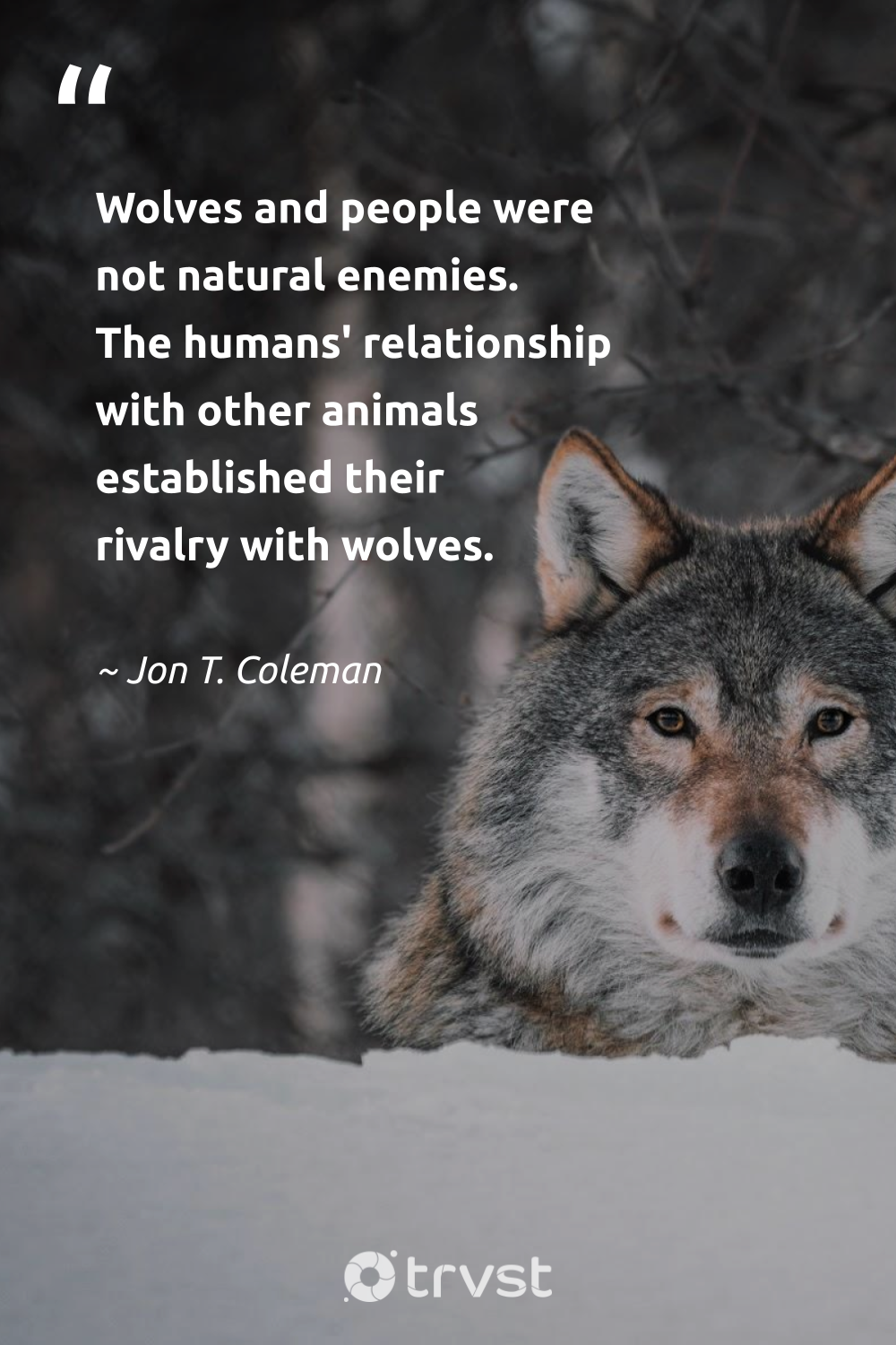 59 Wolf Quotes, Proverbs, and Sayings (2025)