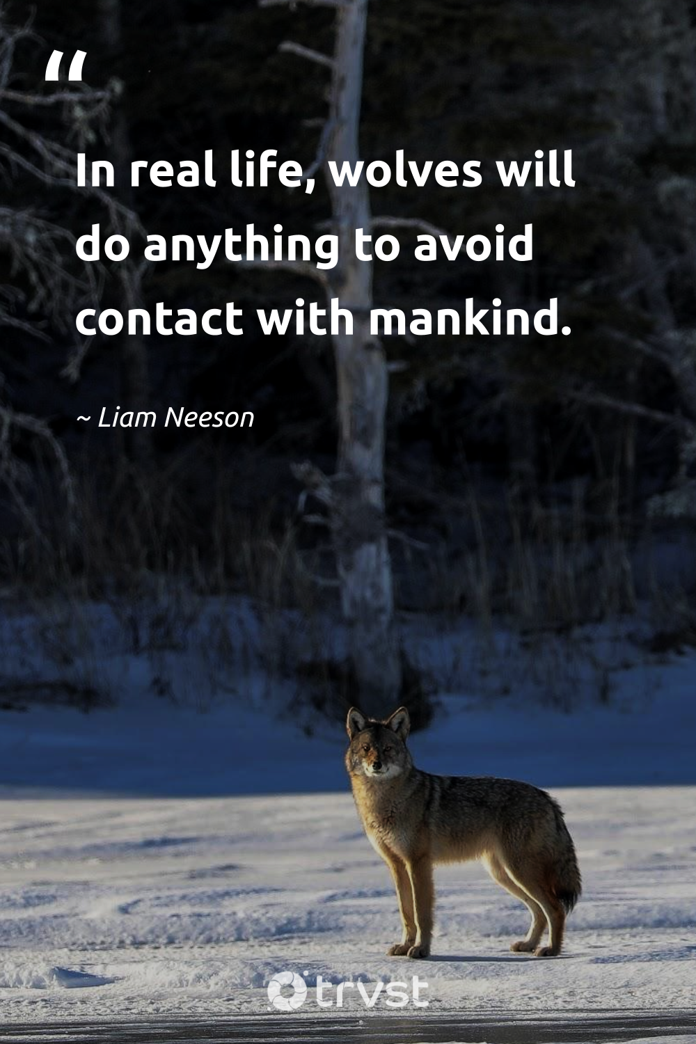 59 Wolf Quotes, Proverbs, and Sayings (2025)