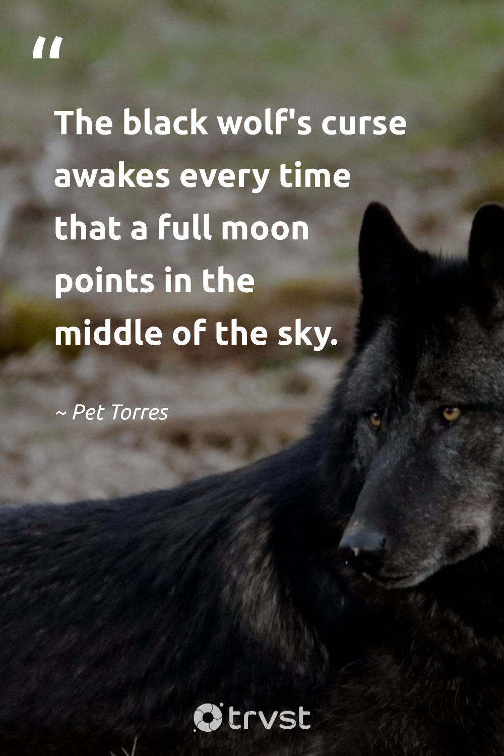 59 Wolf Quotes, Proverbs, and Sayings (2025)