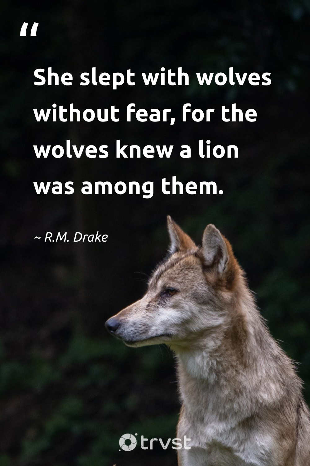 59 Wolf Quotes, Proverbs, and Sayings (2025)