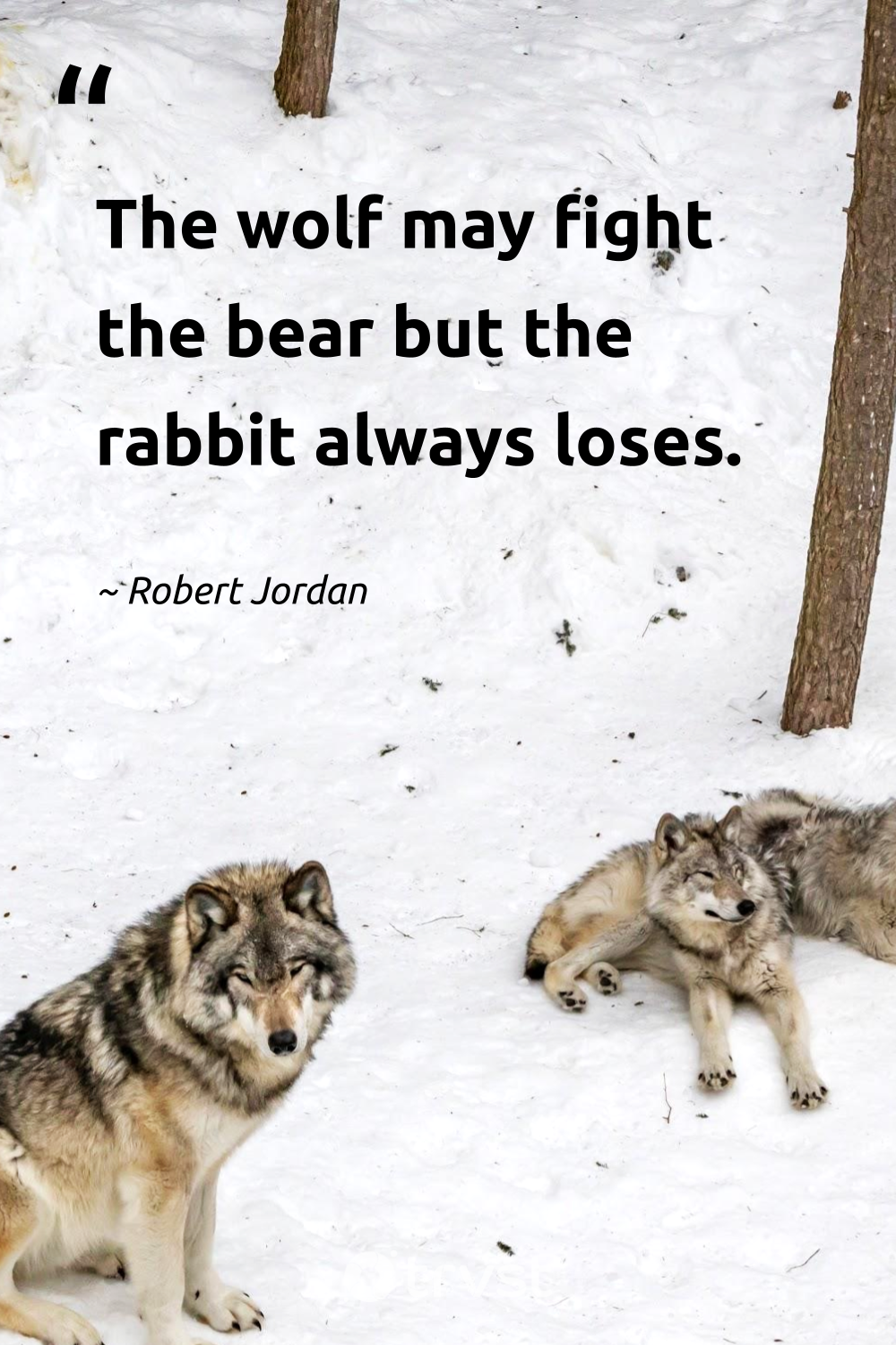 59 Wolf Quotes, Proverbs, and Sayings (2025)