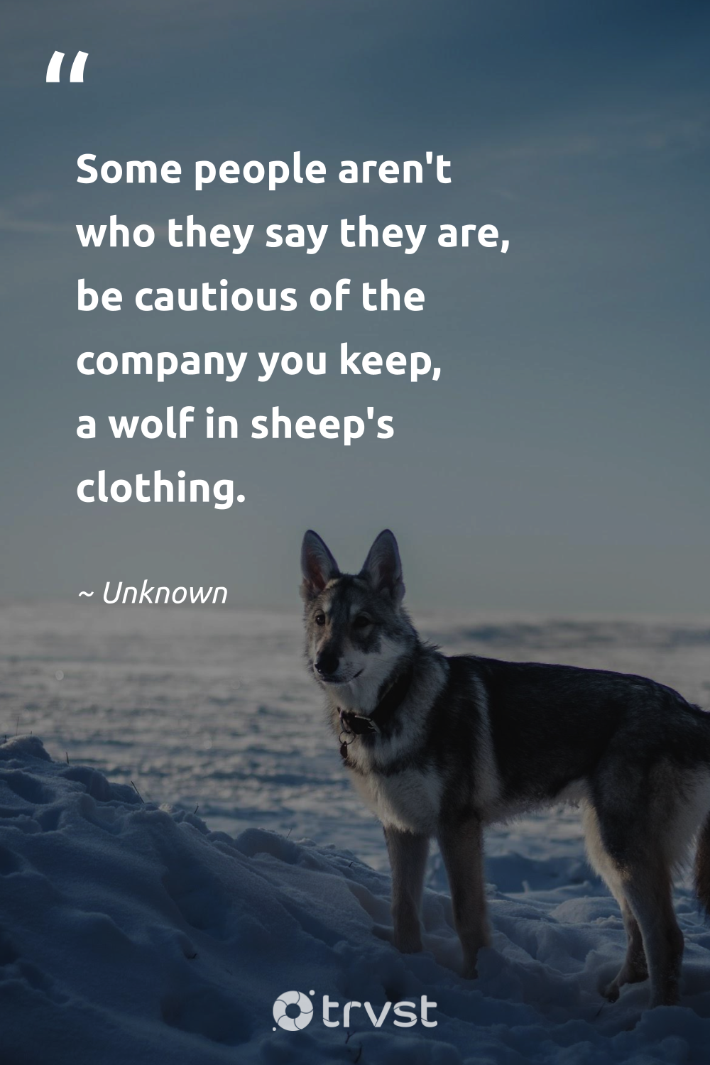 59 Wolf Quotes, Proverbs, and Sayings (2025)