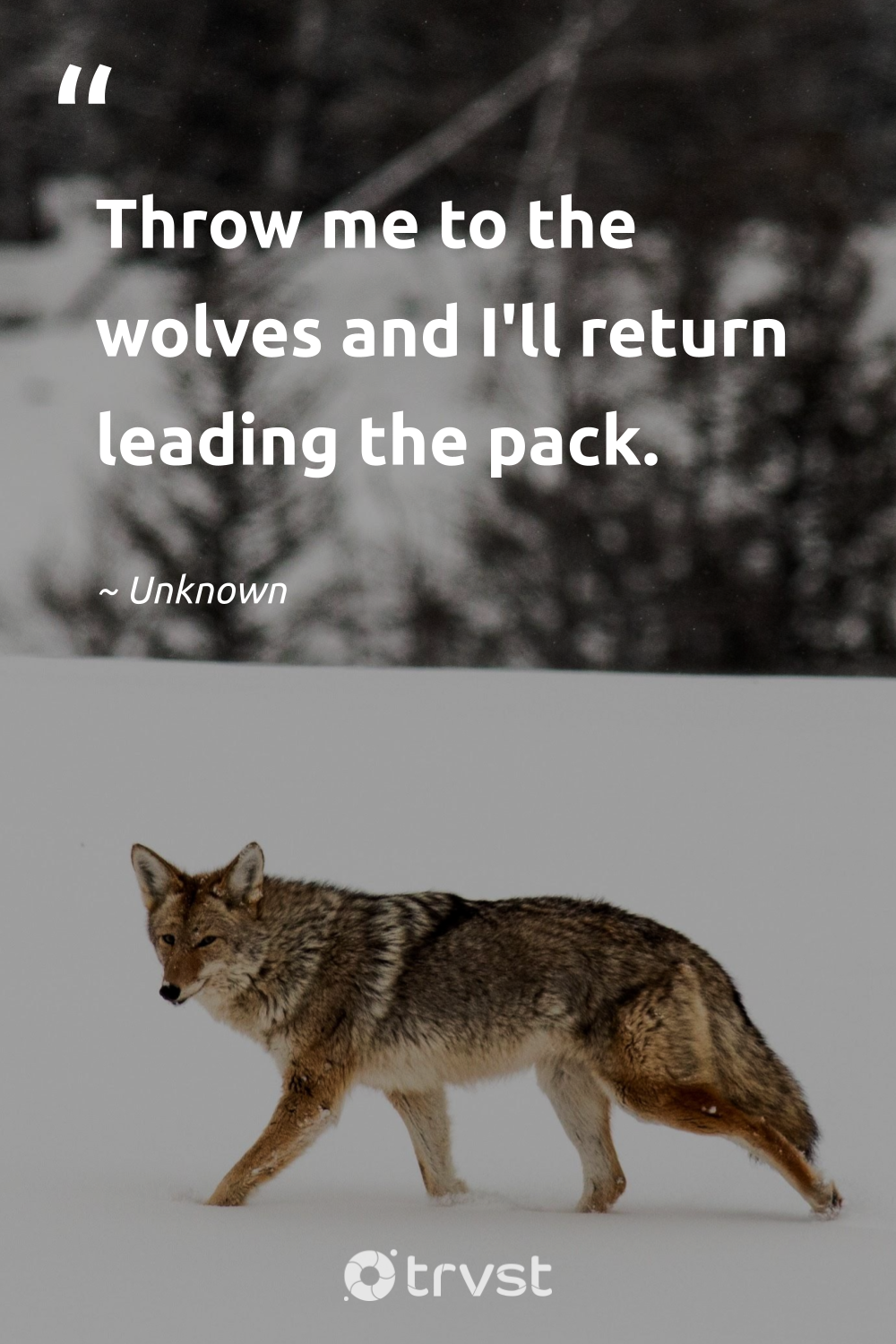 59 Wolf Quotes, Proverbs, and Sayings (2025)