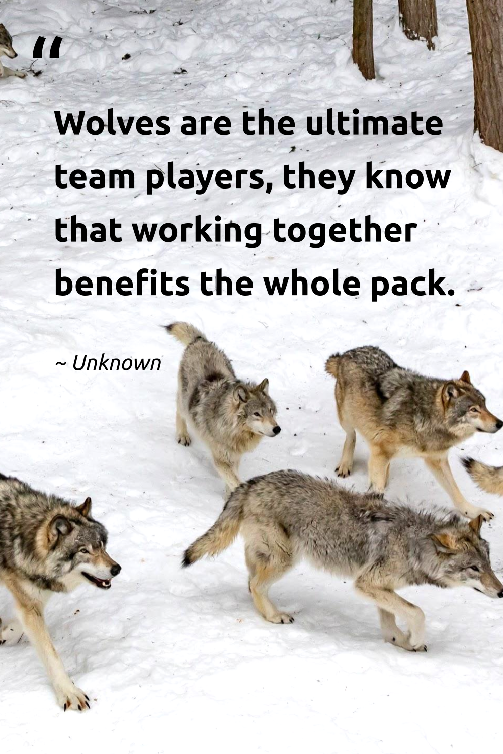 59 Wolf Quotes, Proverbs, and Sayings (2025)