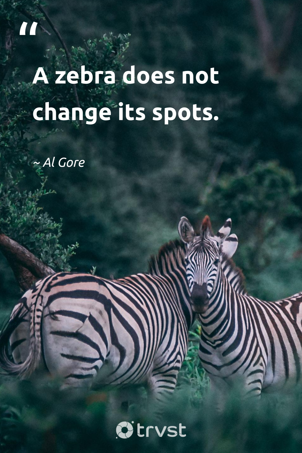 30 Zebra Quotes And Sayings To Inspire Uniqueness (2024)