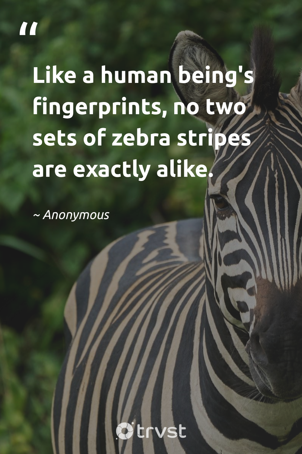 30 Zebra Quotes And Sayings To Inspire Uniqueness (2024)