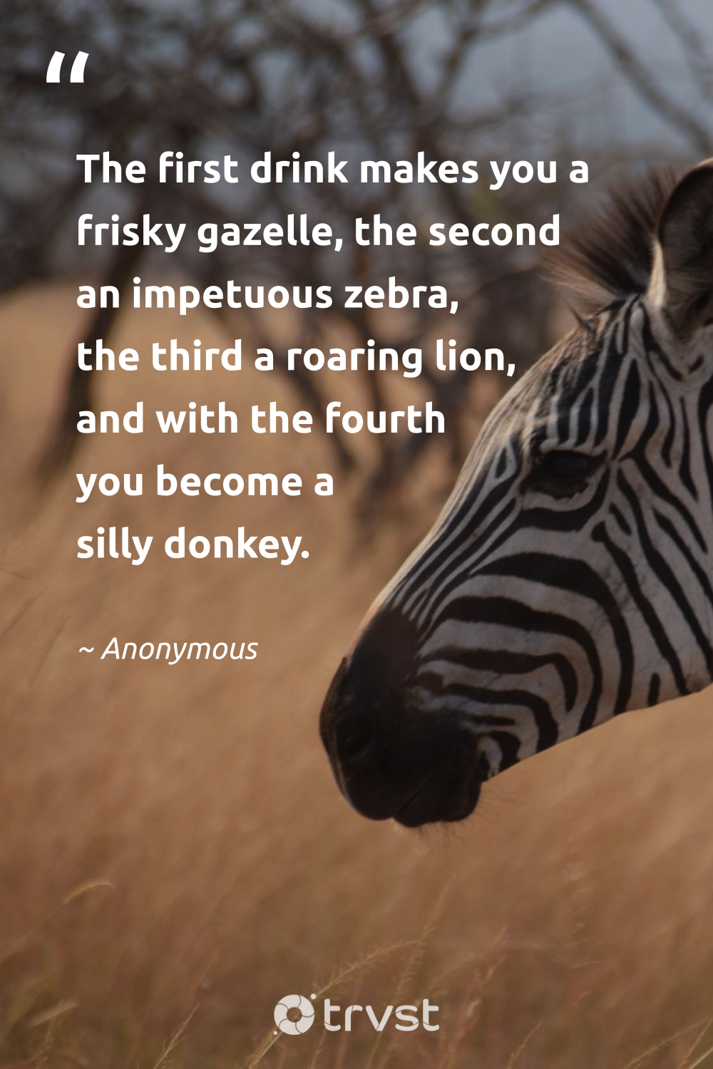 30 Zebra Quotes And Sayings To Inspire Uniqueness (2025)