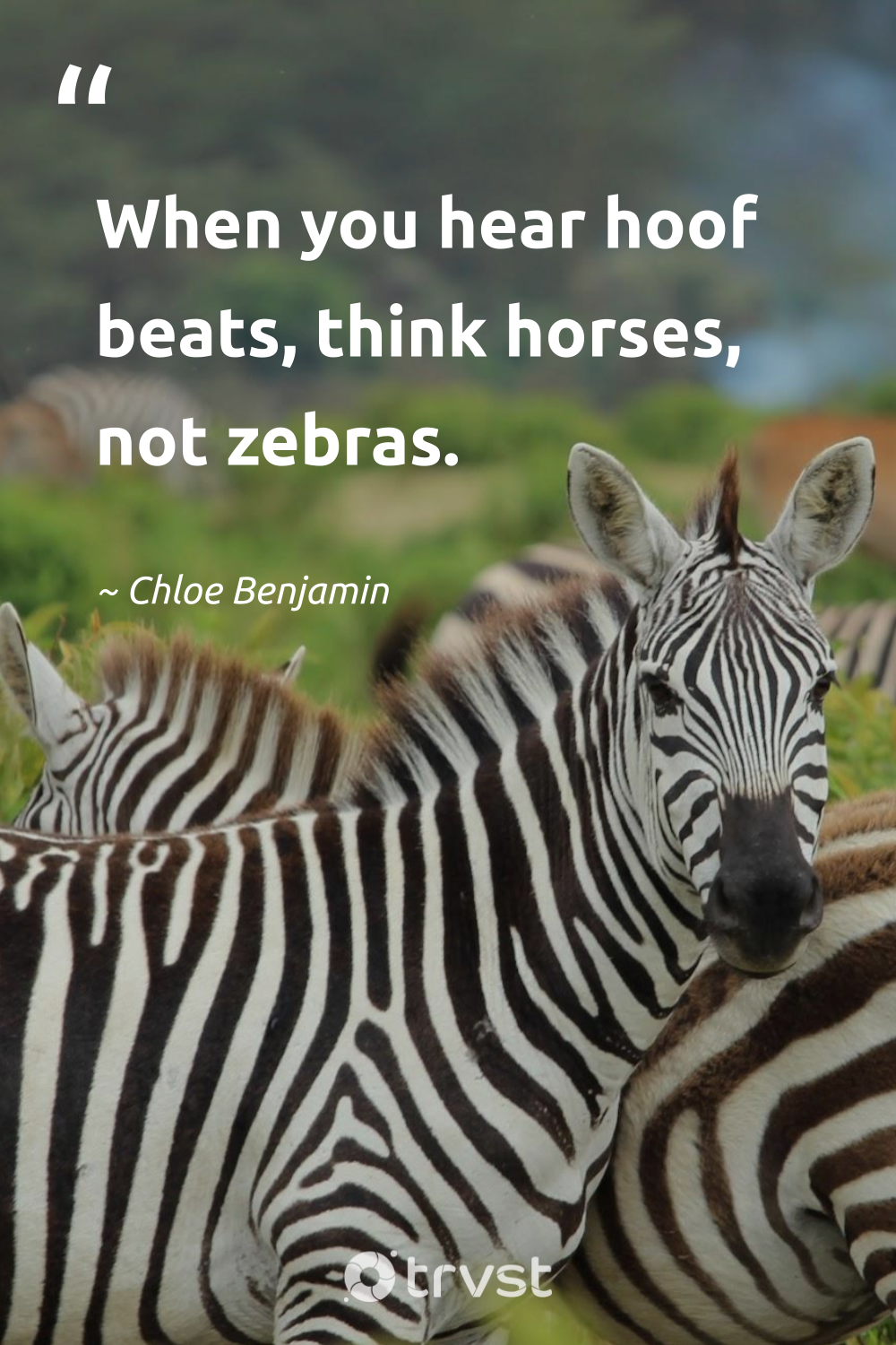 30 Zebra Quotes And Sayings To Inspire Uniqueness (2024)