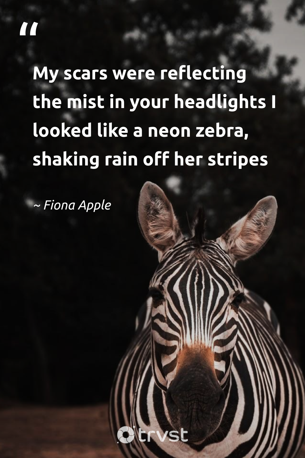30 Zebra Quotes And Sayings To Inspire Uniqueness (2024)