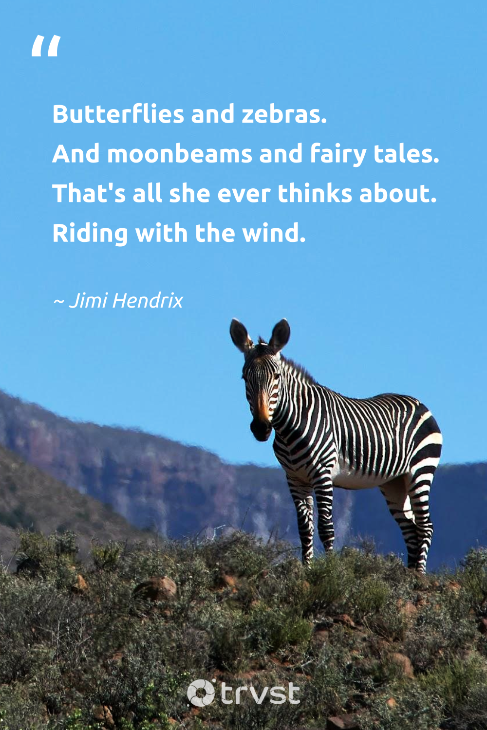 30 Zebra Quotes And Sayings To Inspire Uniqueness (2024)