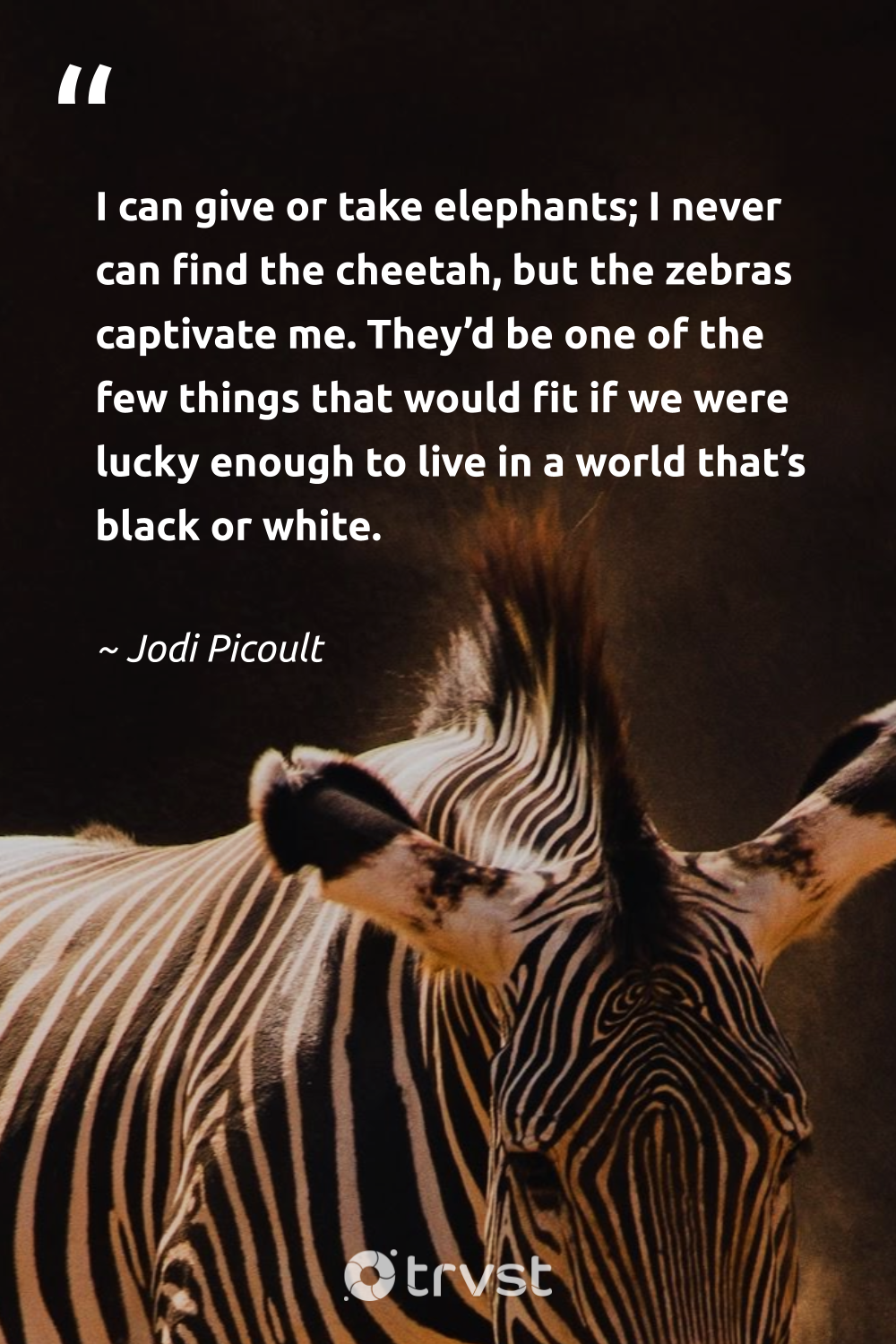 30 Zebra Quotes And Sayings To Inspire Uniqueness (2025)
