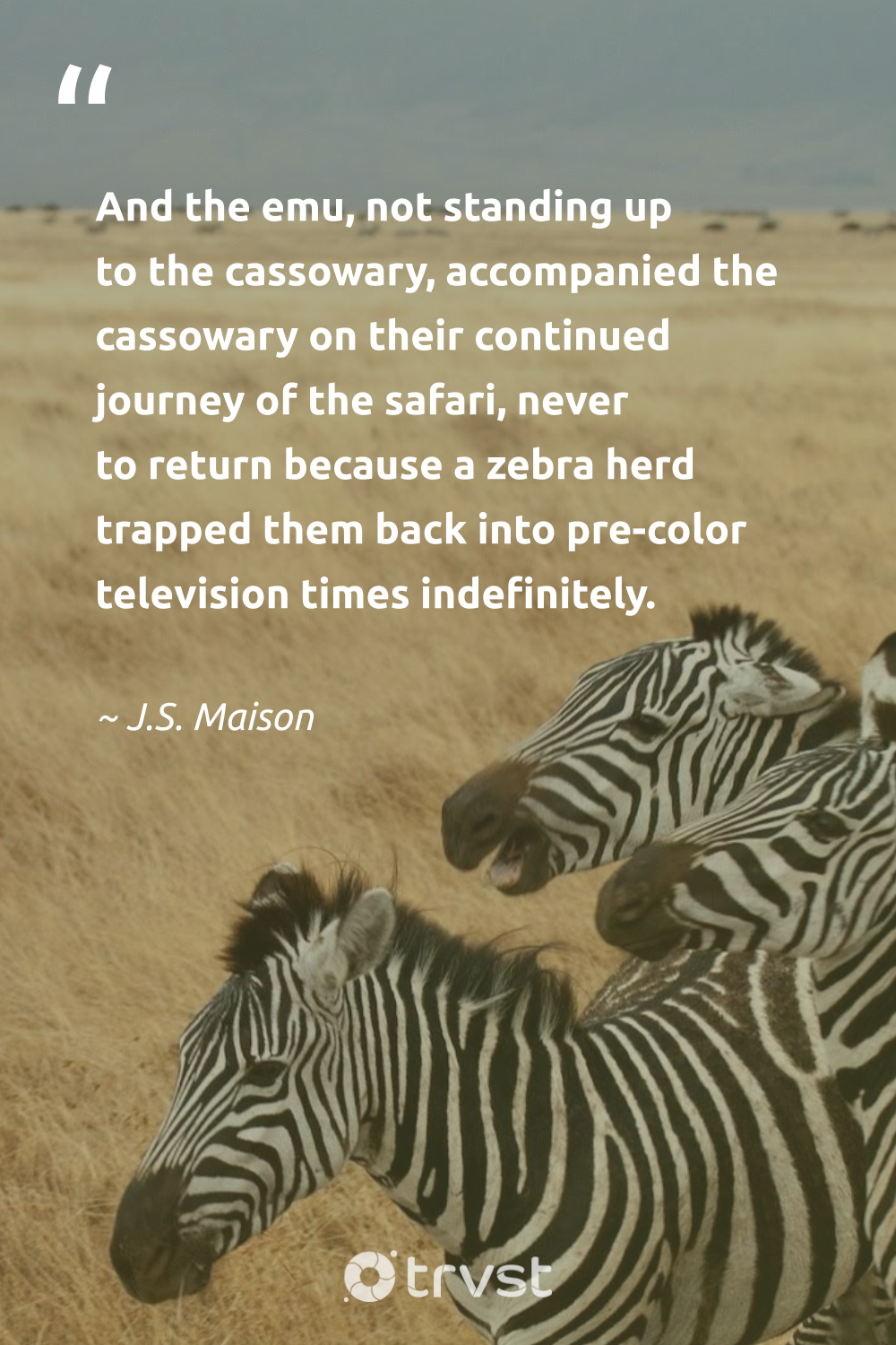 30 Zebra Quotes And Sayings To Inspire Uniqueness (2024)