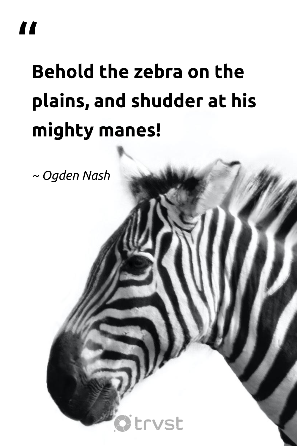 30 Zebra Quotes And Sayings To Inspire Uniqueness (2025)
