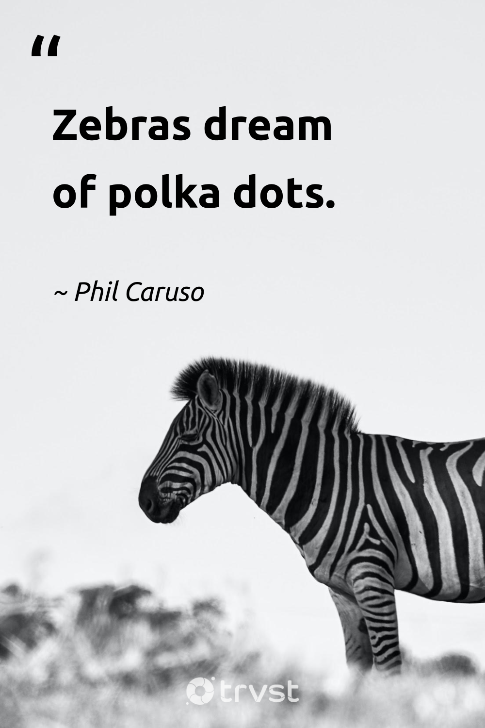 30 Zebra Quotes And Sayings To Inspire Uniqueness (2025)
