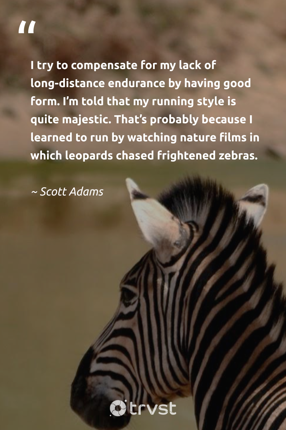 30 Zebra Quotes And Sayings To Inspire Uniqueness (2024)