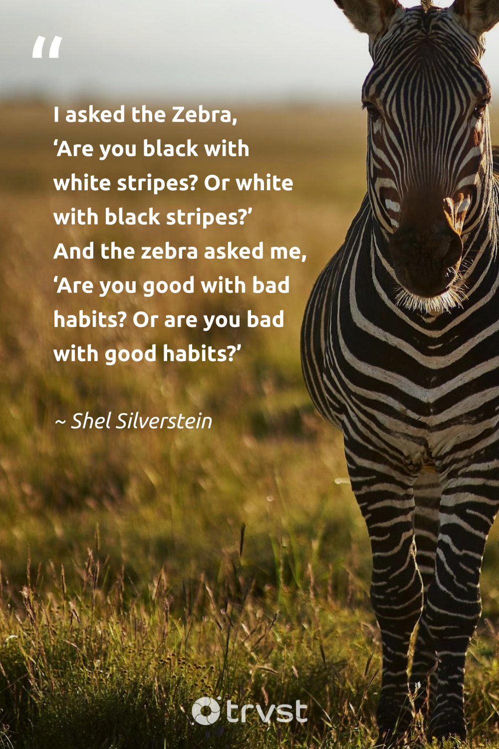 30 Zebra Quotes And Sayings To Inspire Uniqueness (2024)