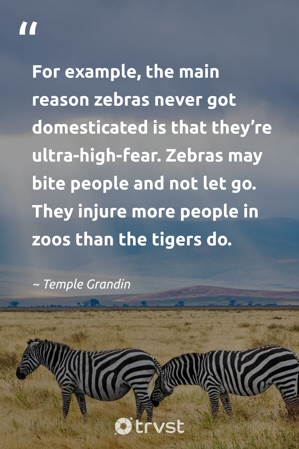 30 Zebra Quotes And Sayings To Inspire Uniqueness (2025)