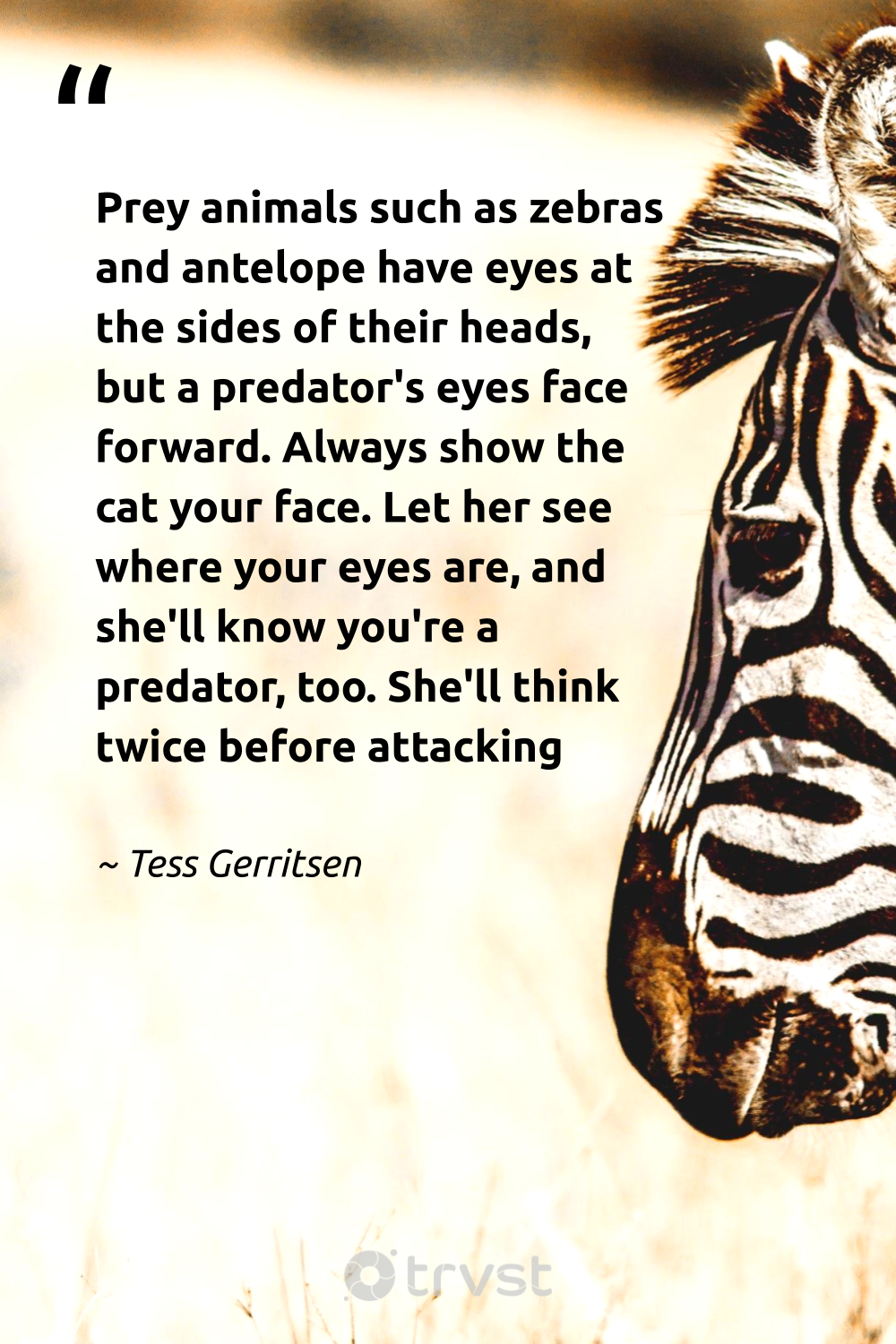 30 Zebra Quotes And Sayings To Inspire Uniqueness (2025)