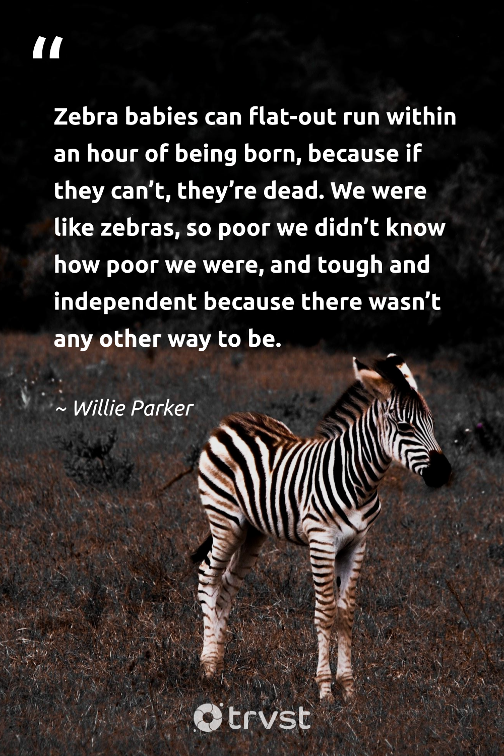 30 Zebra Quotes And Sayings To Inspire Uniqueness (2024)