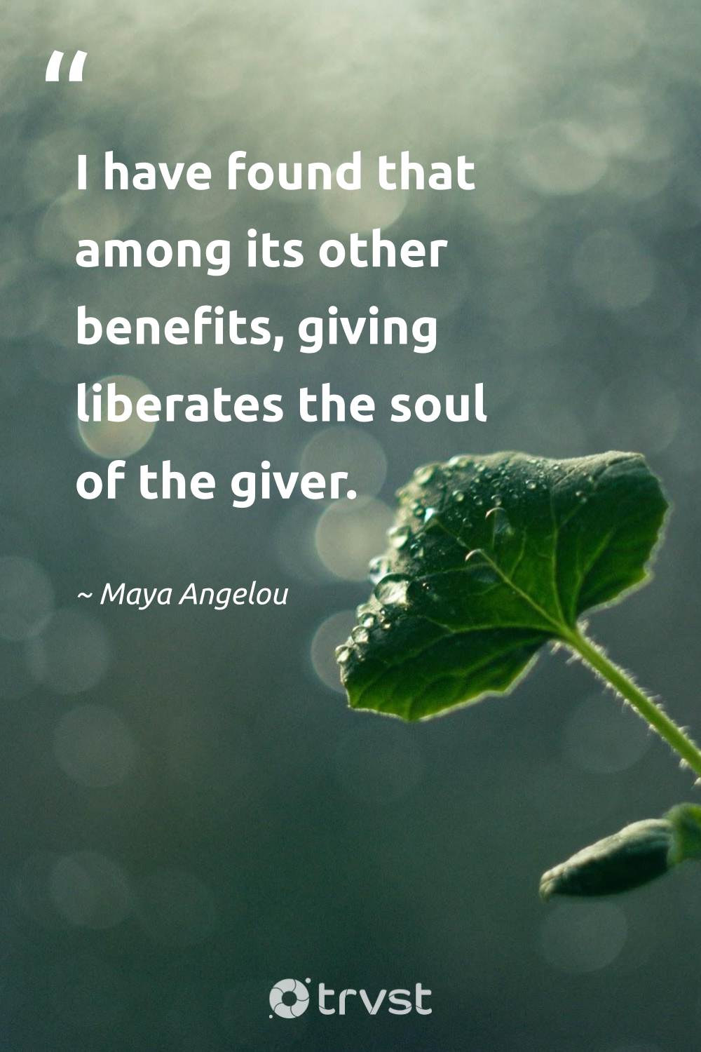 65 Charity Quotes Encouraging Joyful Giving