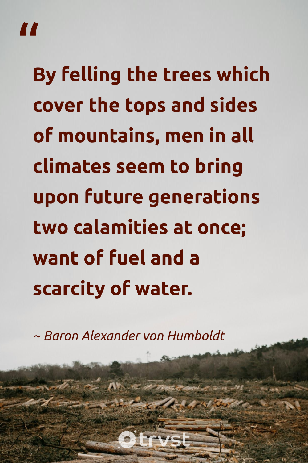 30 Deforestation Quotes To Read To Value Every Tree