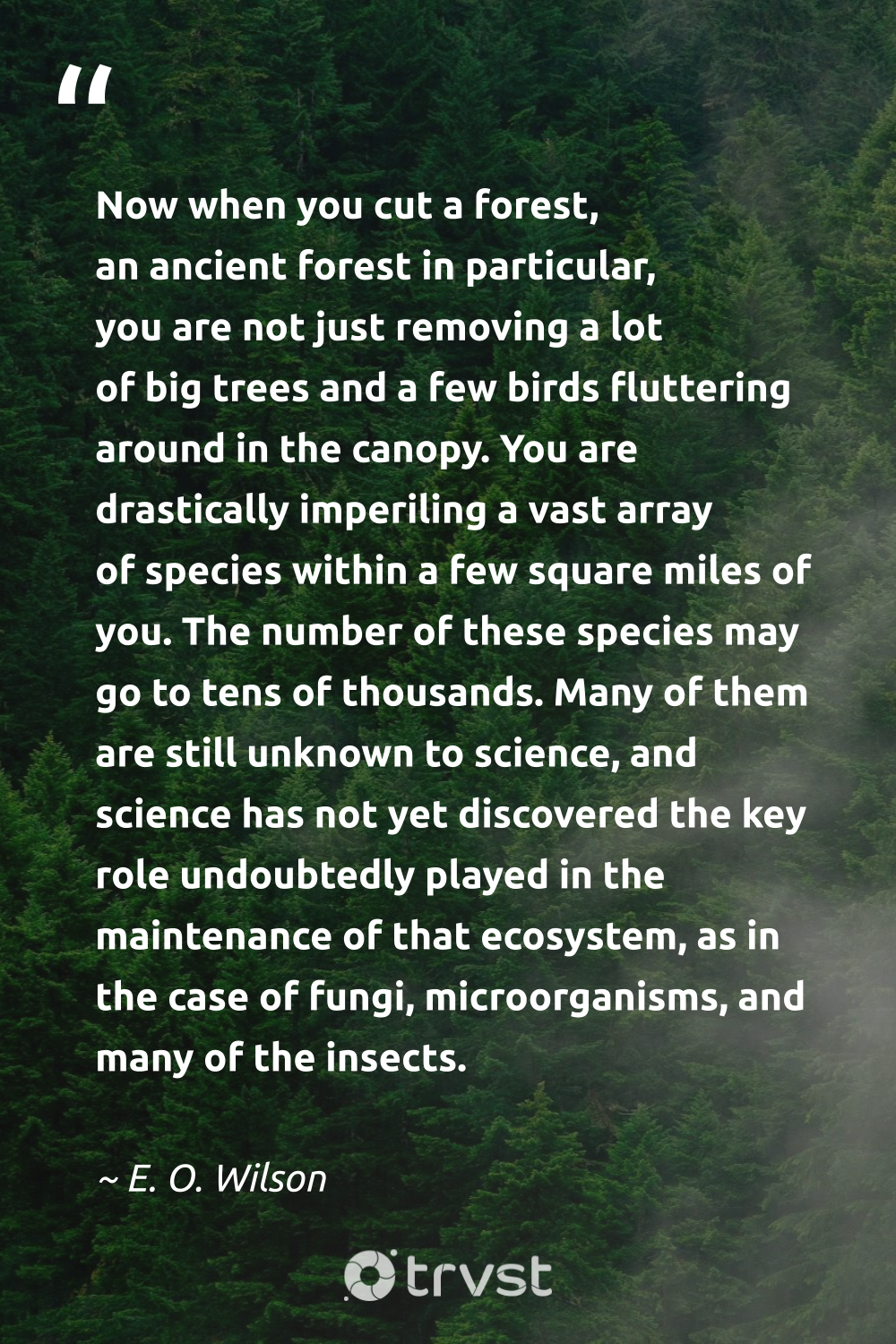 30 Deforestation Quotes To Read To Value Every Tree