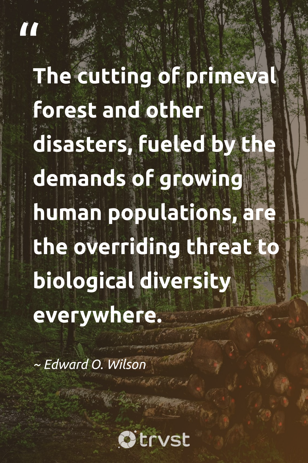 30 Deforestation Quotes To Read To Value Every Tree