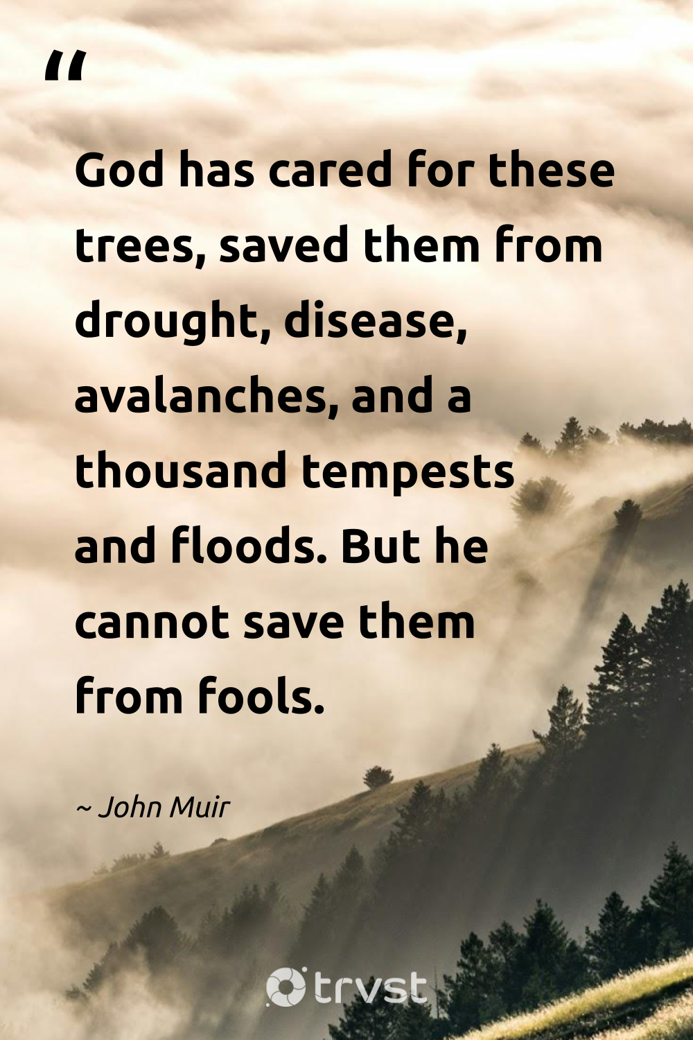 30 Deforestation Quotes To Read To Value Every Tree