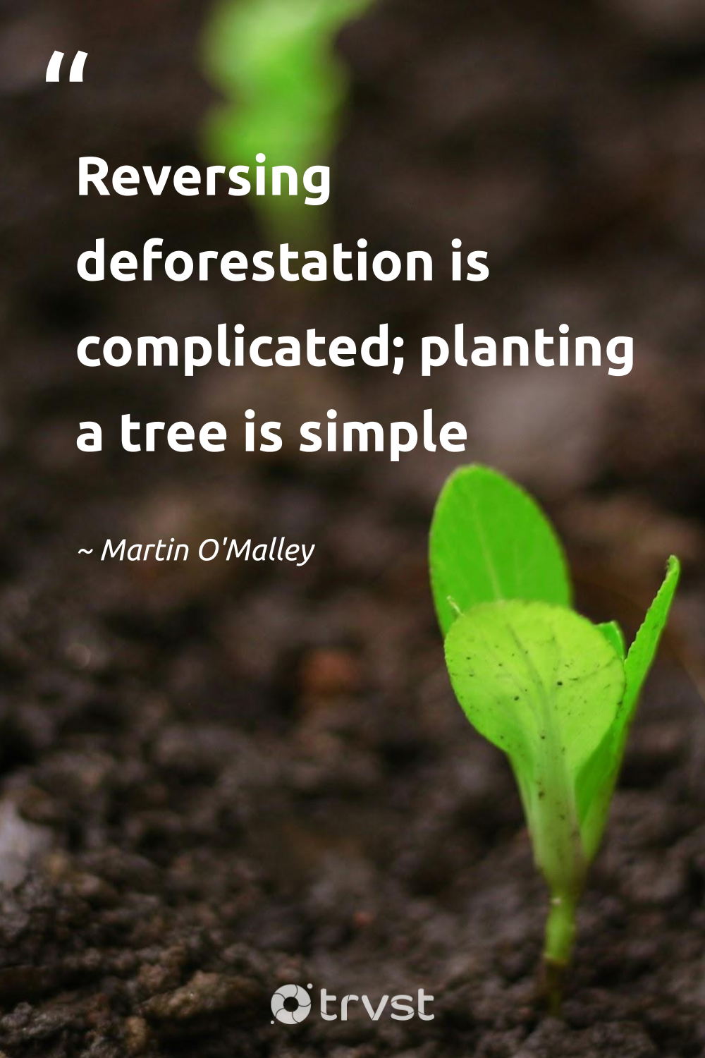 30 Deforestation Quotes To Read To Value Every Tree