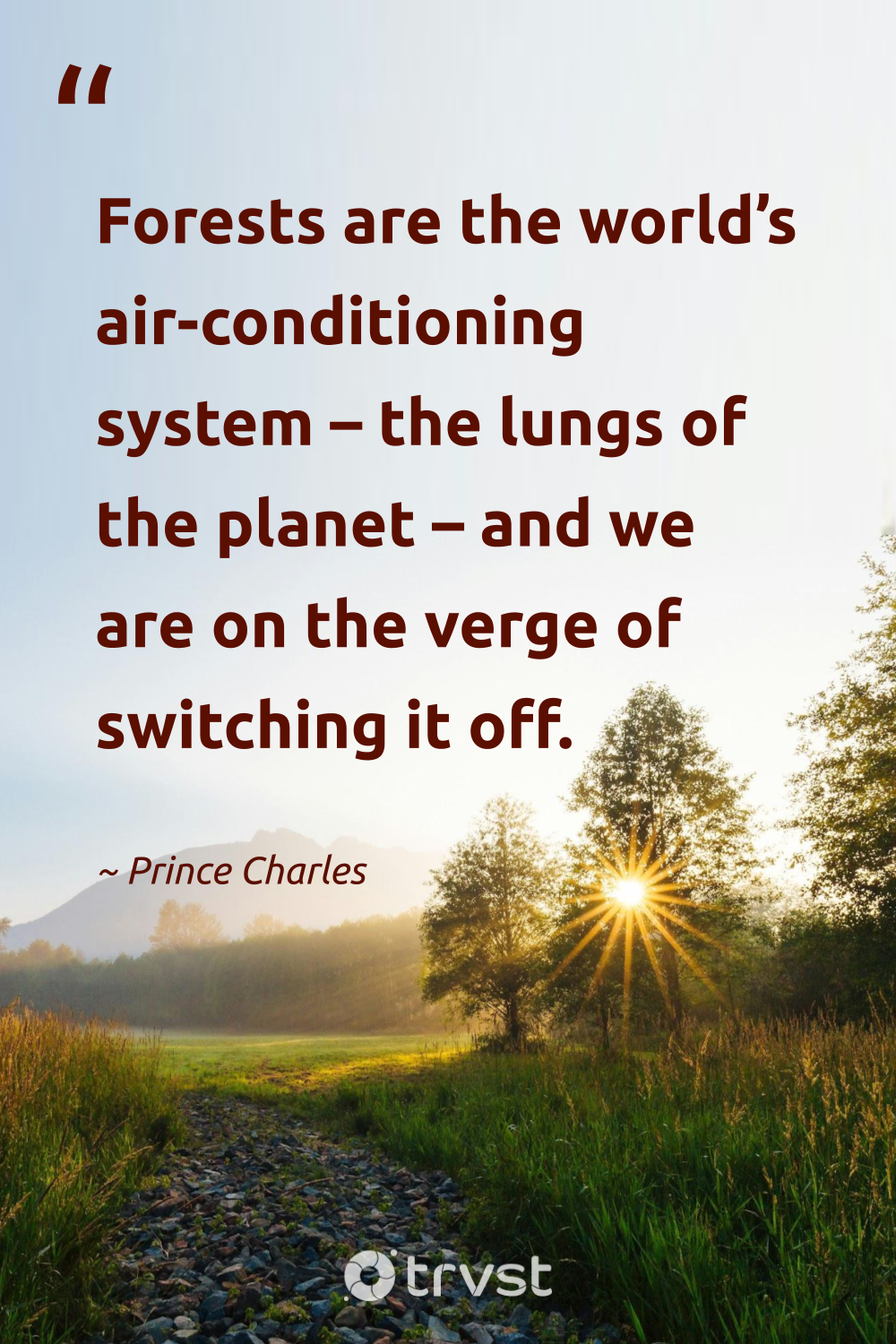 30 Deforestation Quotes To Read To Value Every Tree