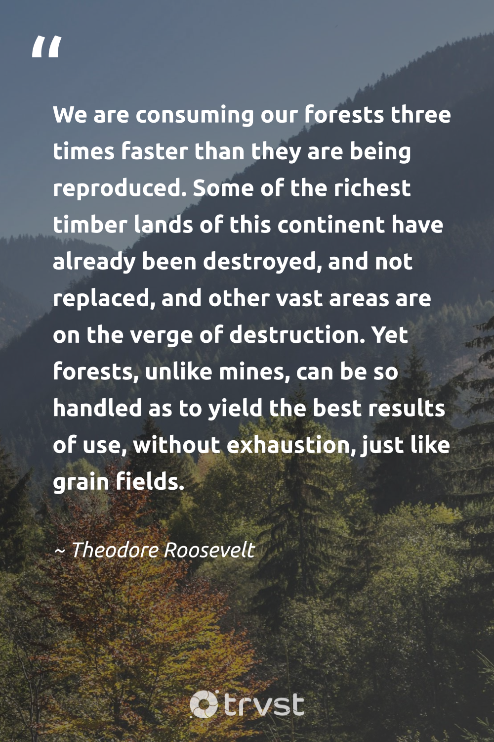 30 Deforestation Quotes To Read To Value Every Tree