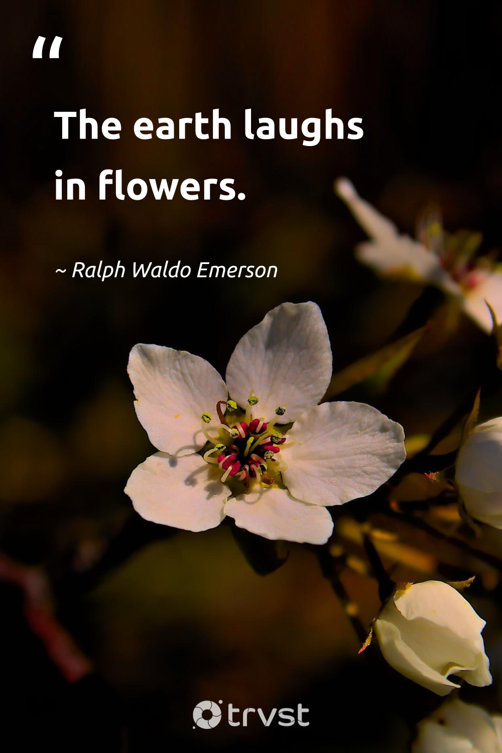 50 Environment Quotes to Inspire Environmental Conservation