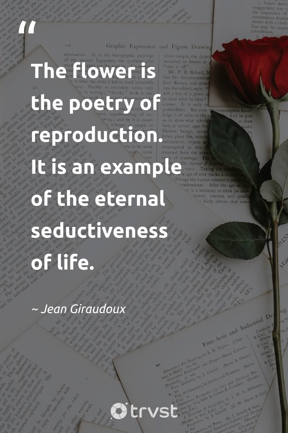 124 Flower Quotes and Sayings From Bud to Blossom (2025)