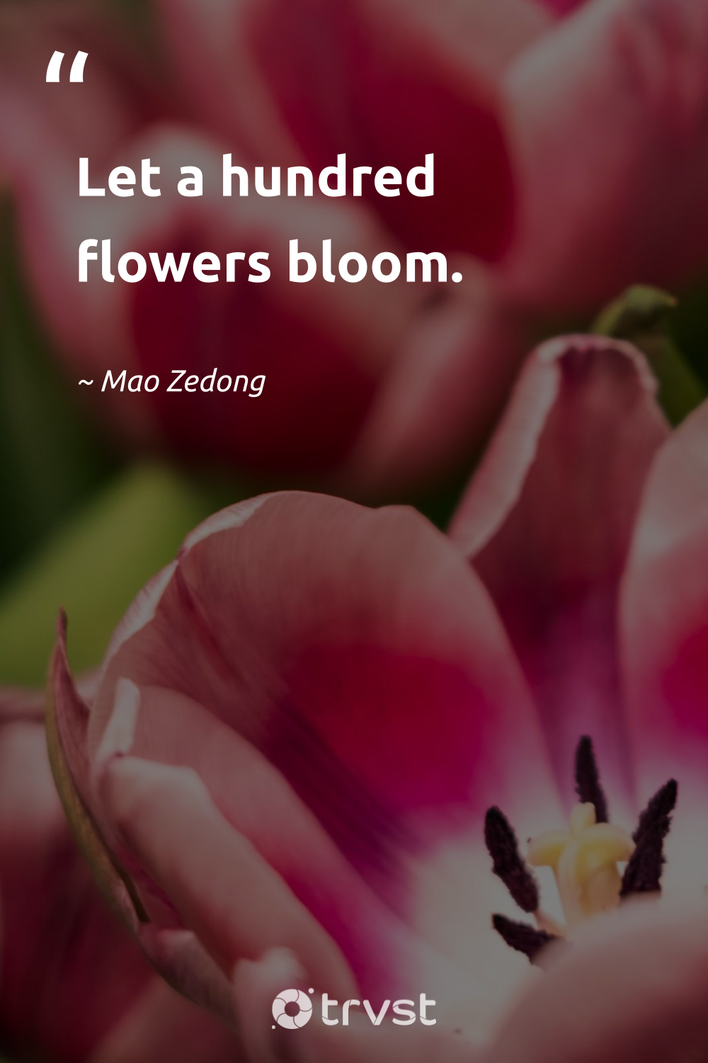 124 Flower Quotes and Sayings From Bud to Blossom (2024)